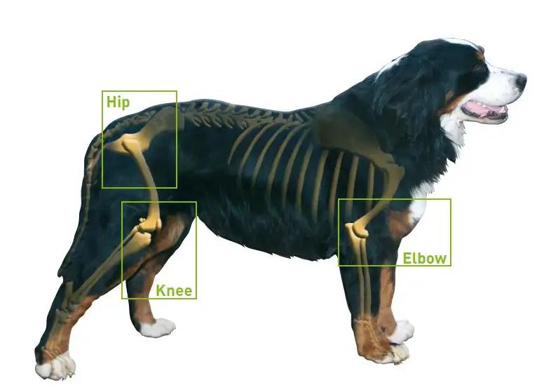 Knowledge about bone diseases in dogs - iNEWS