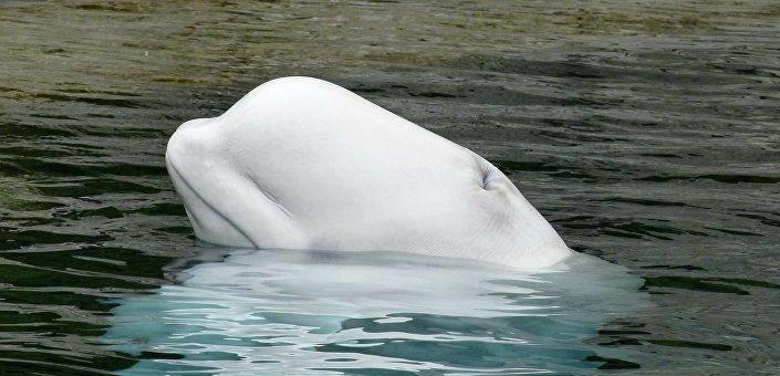Feeding ice cubes just to cool off the heat? Exploring the relationship ...