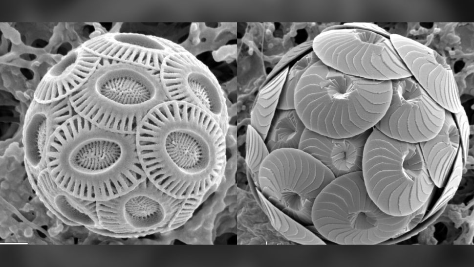 'Ghost' fossil preserves haunting record of ancient life on hellish ...