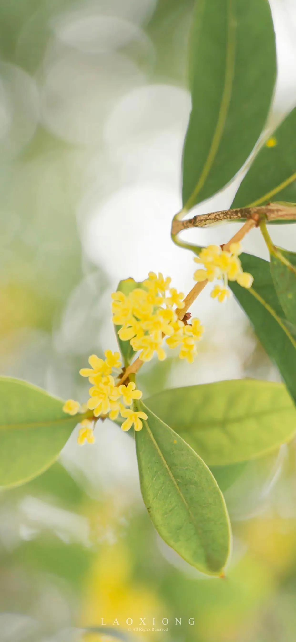 Share Wallpaper Issue 1168 - iNEWS