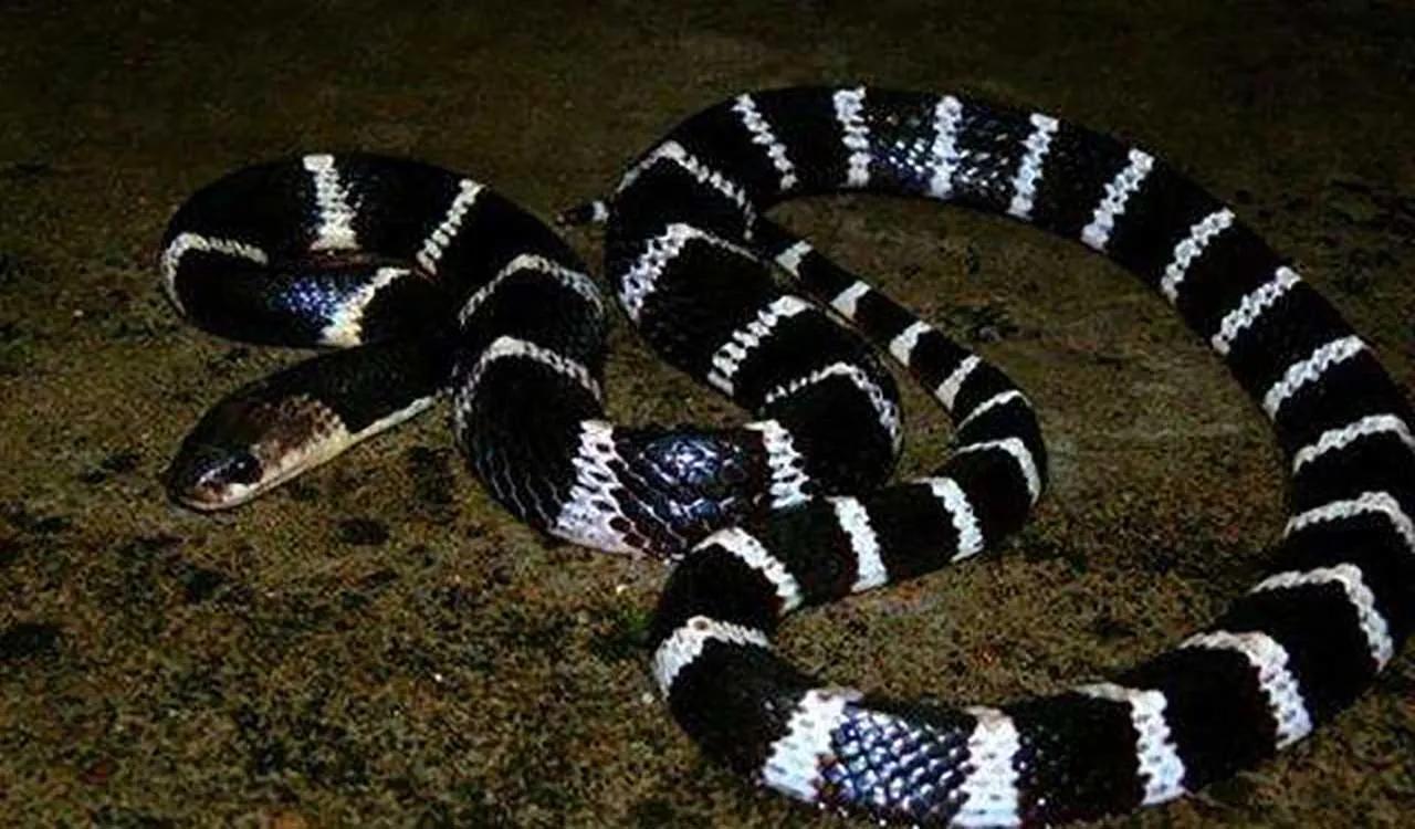 Have you ever met this snake? - iNEWS