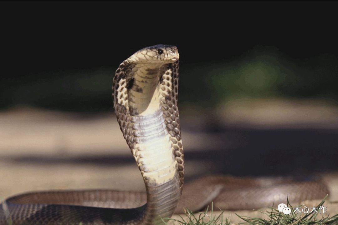 Wood carving snake - iNEWS