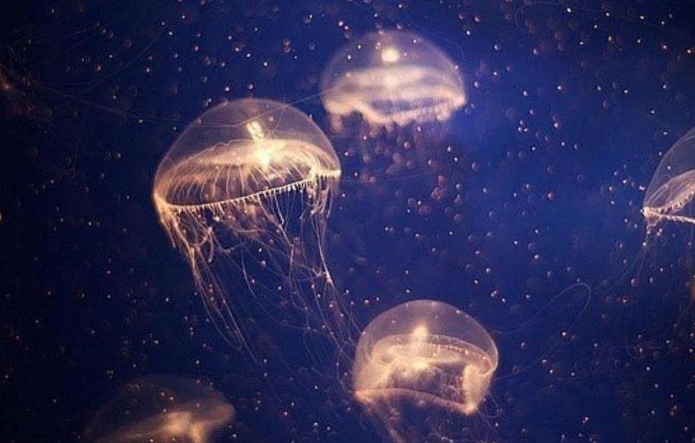 Are there unknown creatures in space?: Are there really unknown ...