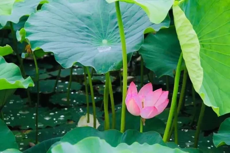 Five unpopular Song Poems, beautiful and delicate, a thousand years at ...