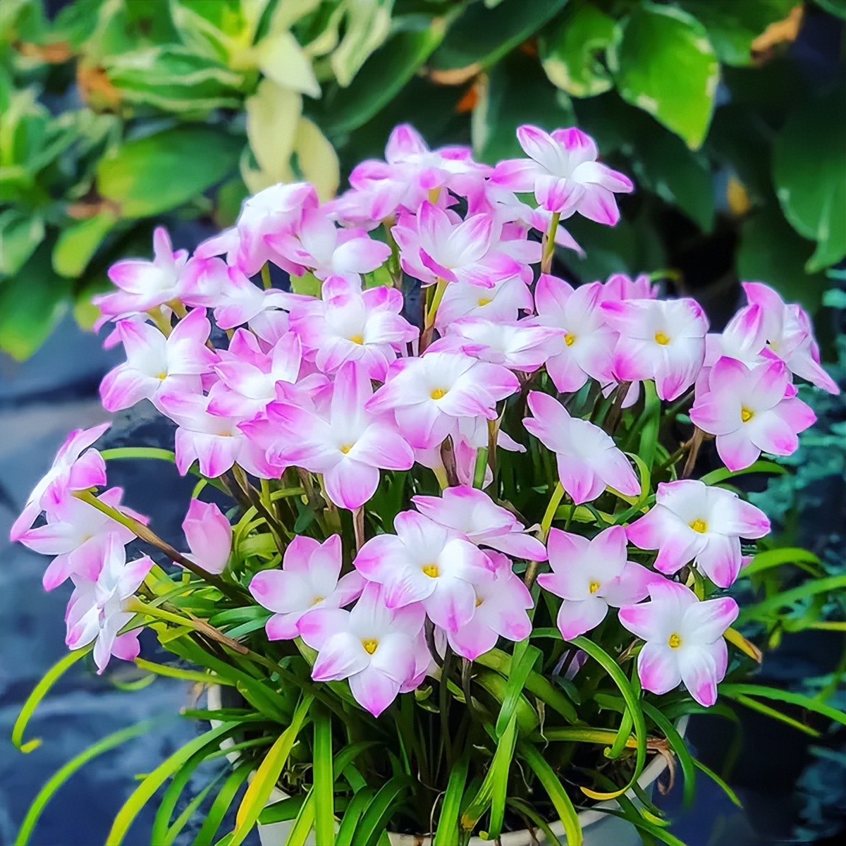 6 kinds of lazy flowers, even if they are not watered for half a year ...