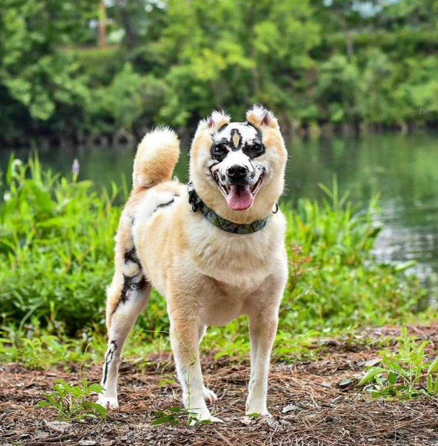 This Peking Opera dog is so cool, there are always unexpected ...