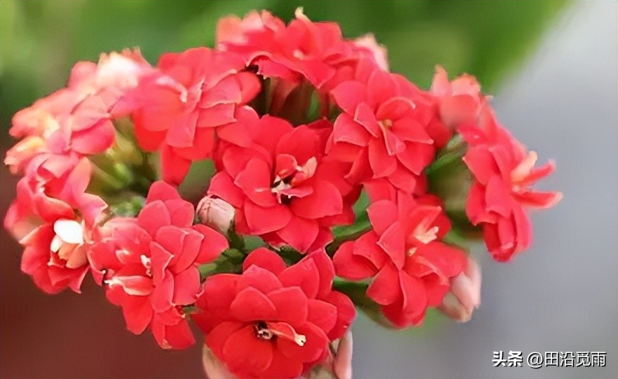 The longevity flower is about to explode, pay attention to these four ...