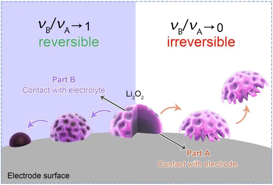 Xiamen University has made new progress in the research on the positive ...