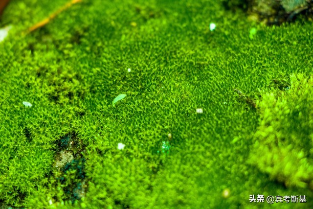 Is climate warming really the only culprit for the extinction of algae ...