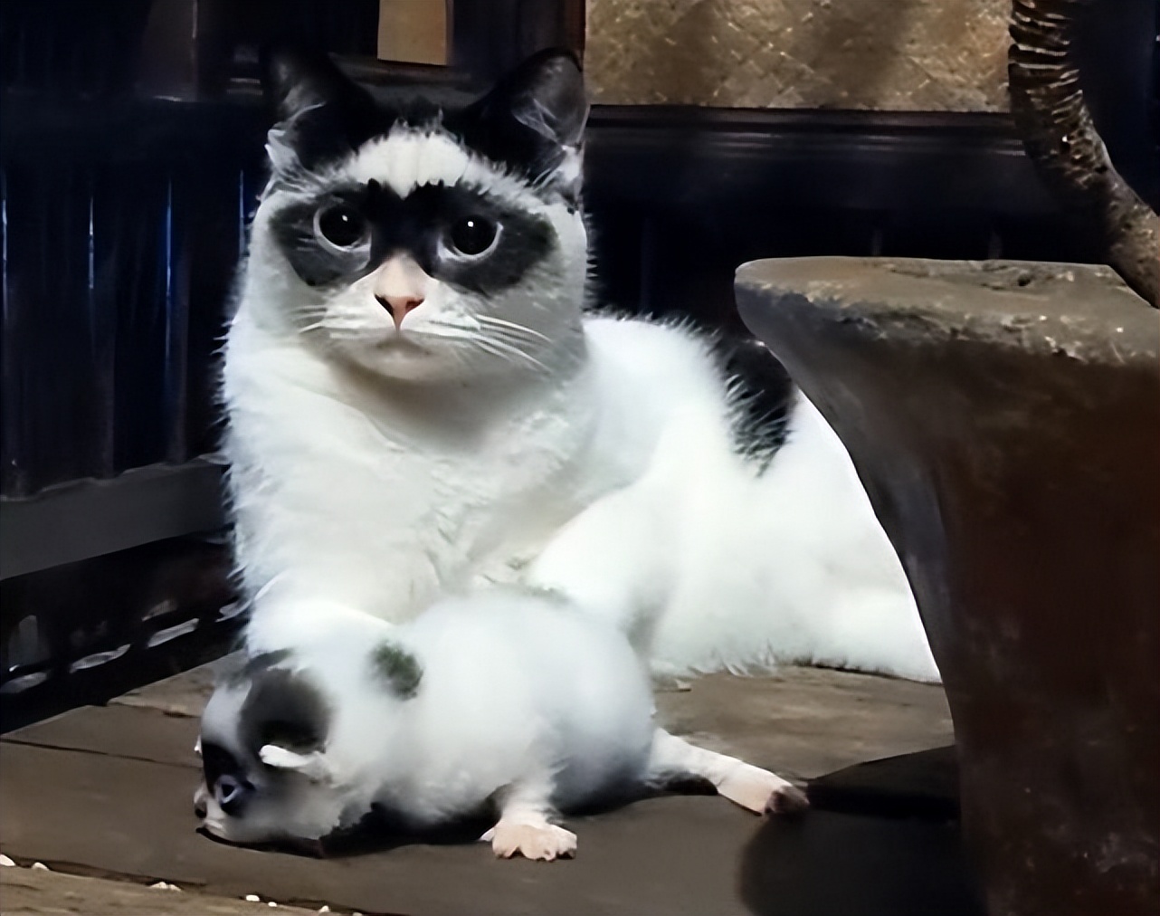 The "Zorro" cat was exposed on the Internet after being questioned ...