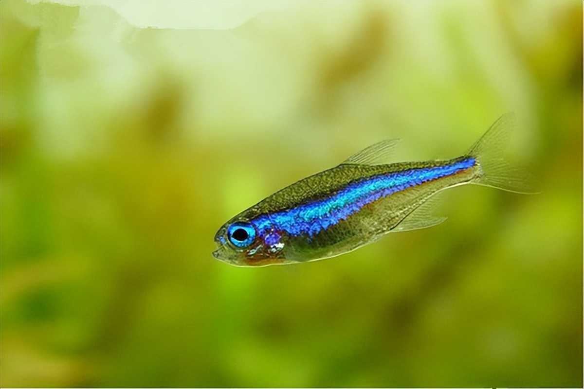 Do you know the green lotus lantern fish? It is as gorgeous as the ...