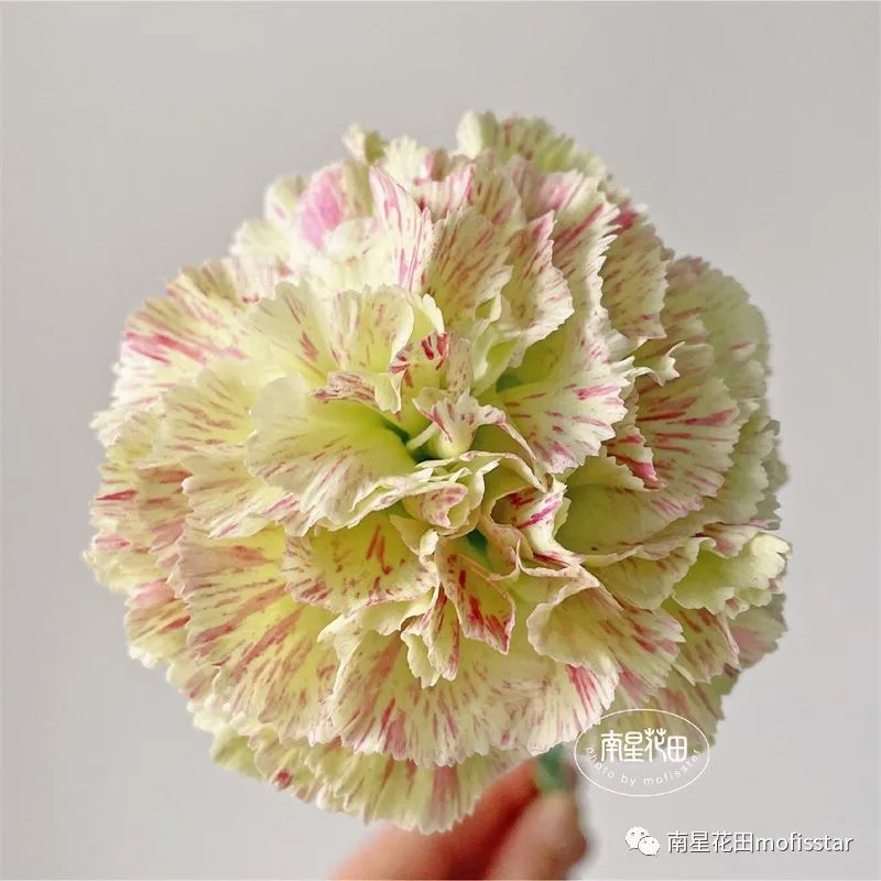 Lvyan Carnation · Breeze Xulai - iMedia