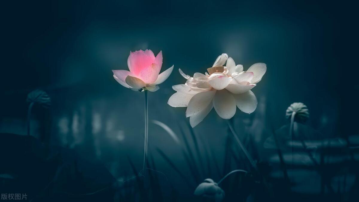 Master Hongyi once said: "The person you love the most in this life is ...