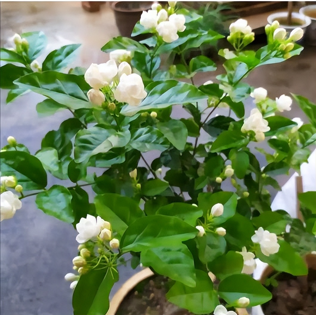 Don't make 4 "mistakes" when raising jasmine in October and November ...
