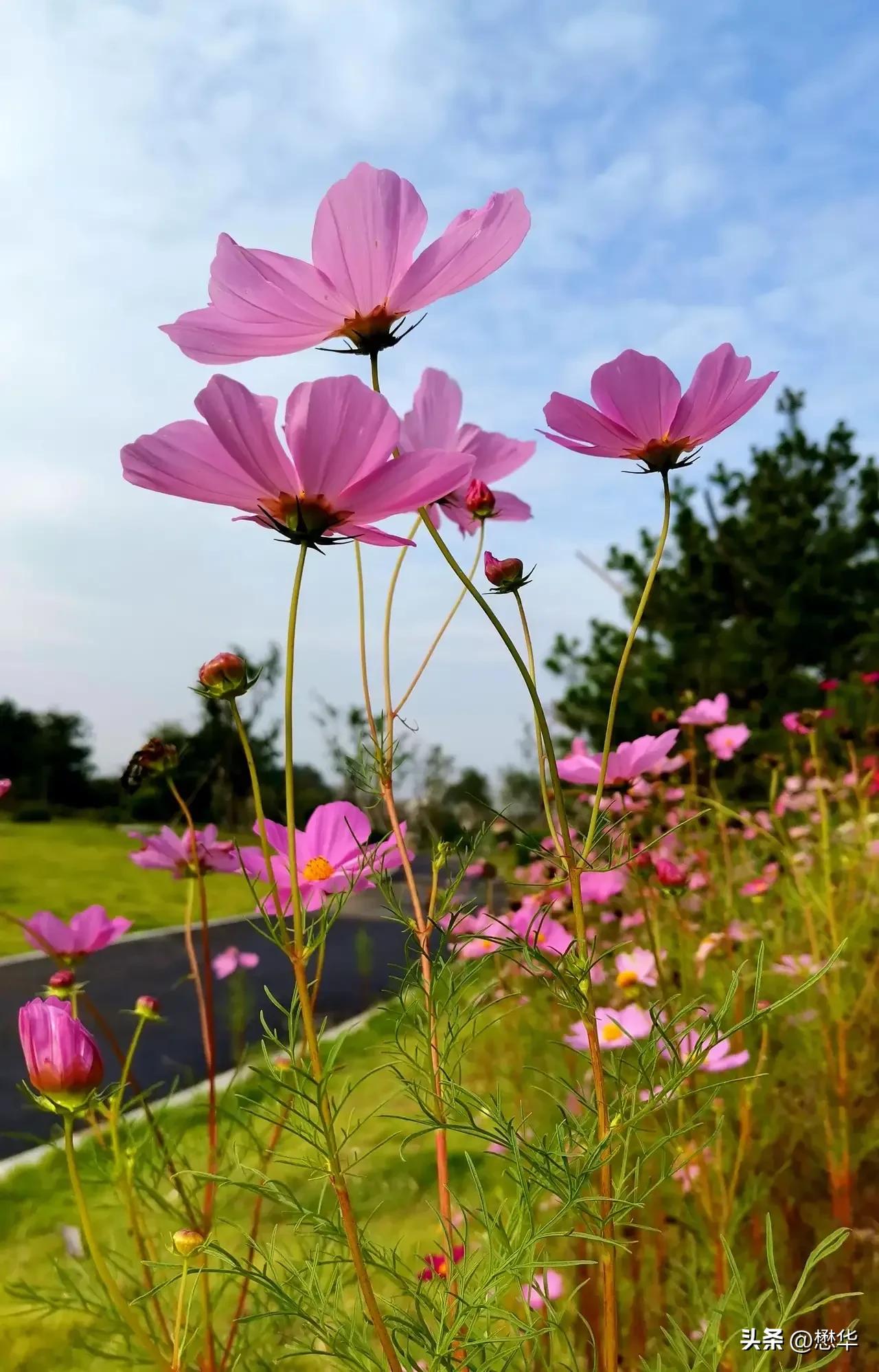 Gesang flower in Weifang - iNEWS