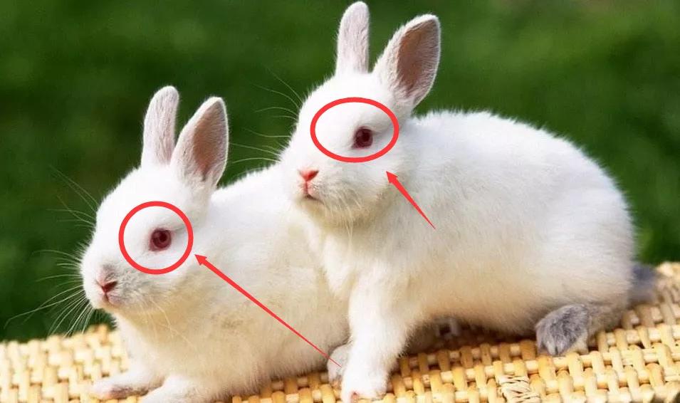 The eyes of animals are mostly black, why are the eyes of little white ...