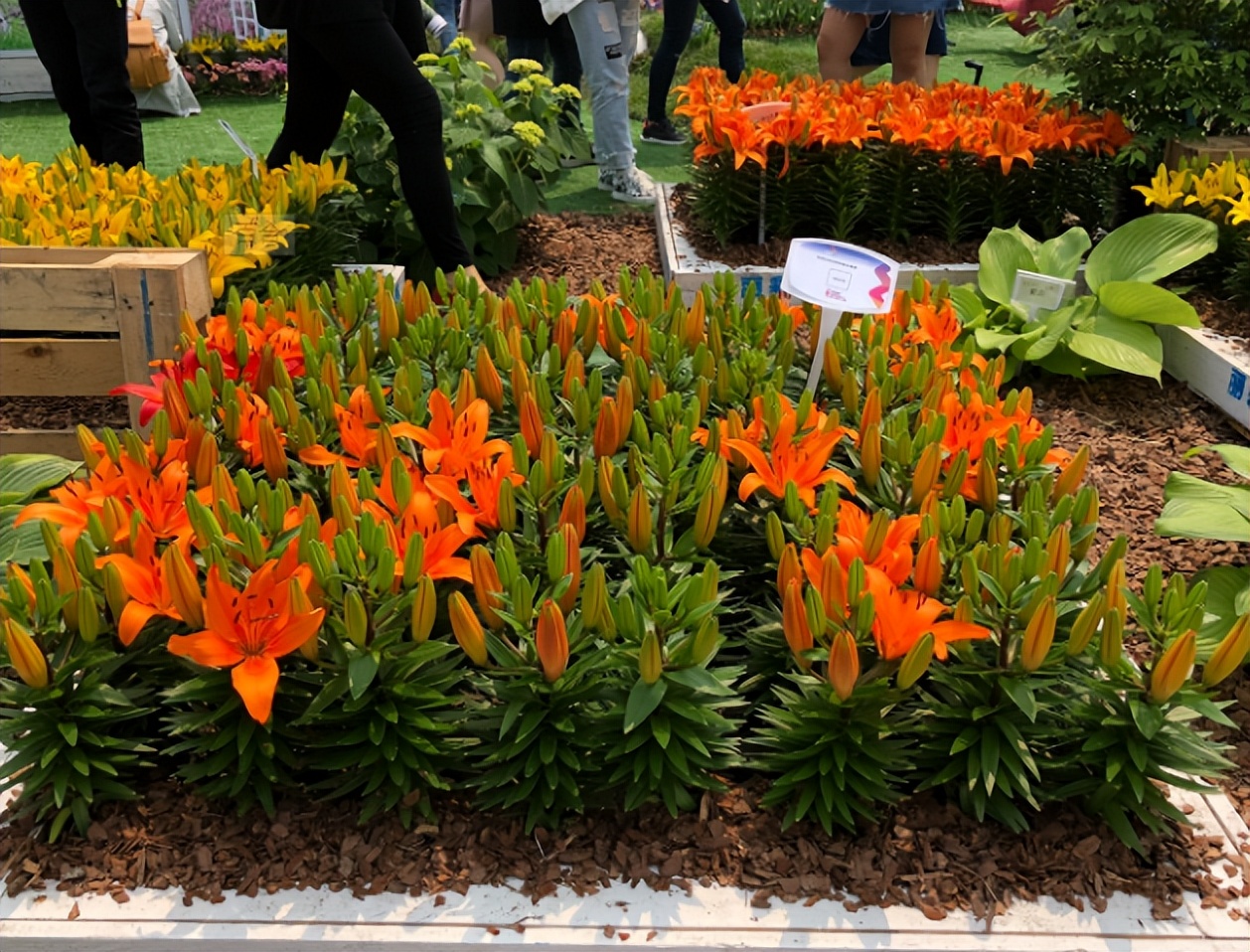 After the lily blooms, if you want to bloom again next year, you need ...