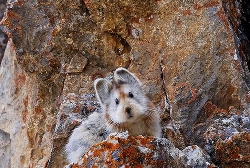 How cute is the Ili pika, a cute little creature that only exists in ...