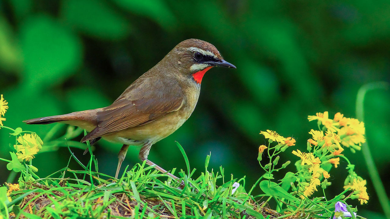 China's top ten famous birds - iMedia