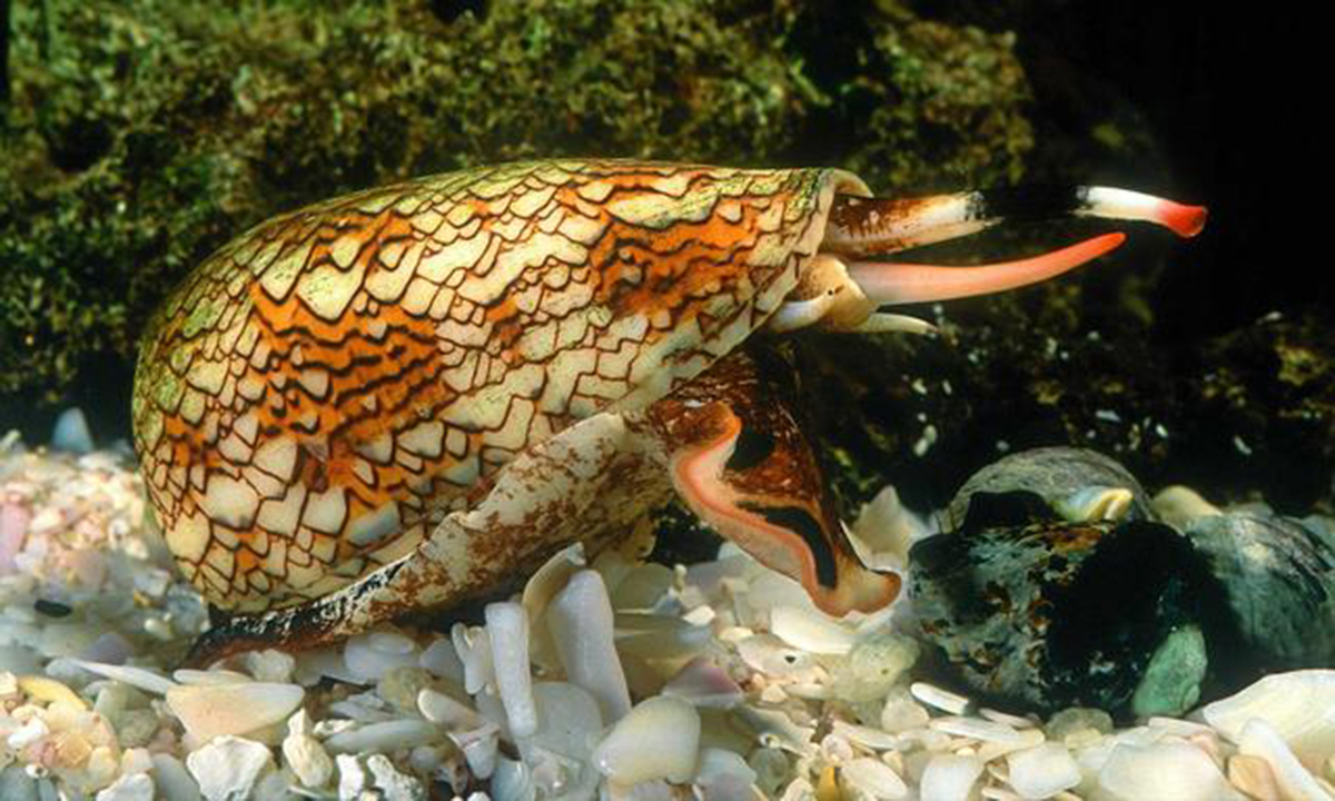 Fast-forward snails: Evolution is 5 times faster than mammals, and the ...