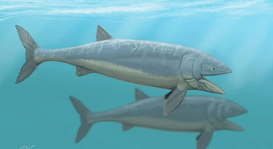 Rays of Light - Leeds, the largest ray-finned fish ever - iNEWS