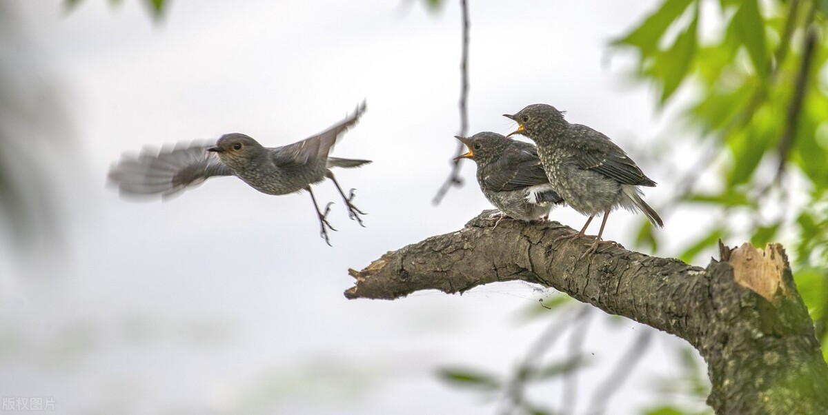 The Life of Poet Meng Jiao - iNEWS