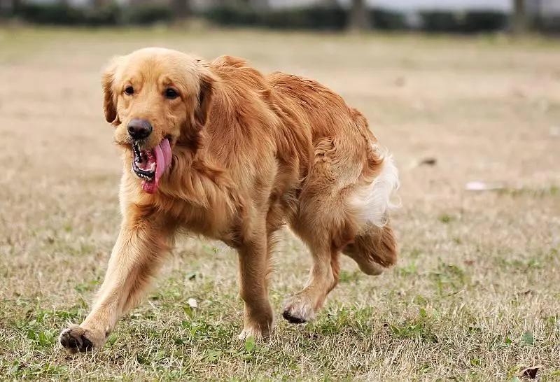 Dogs that are recognized as "non-aggressive" to people, is your dog on ...