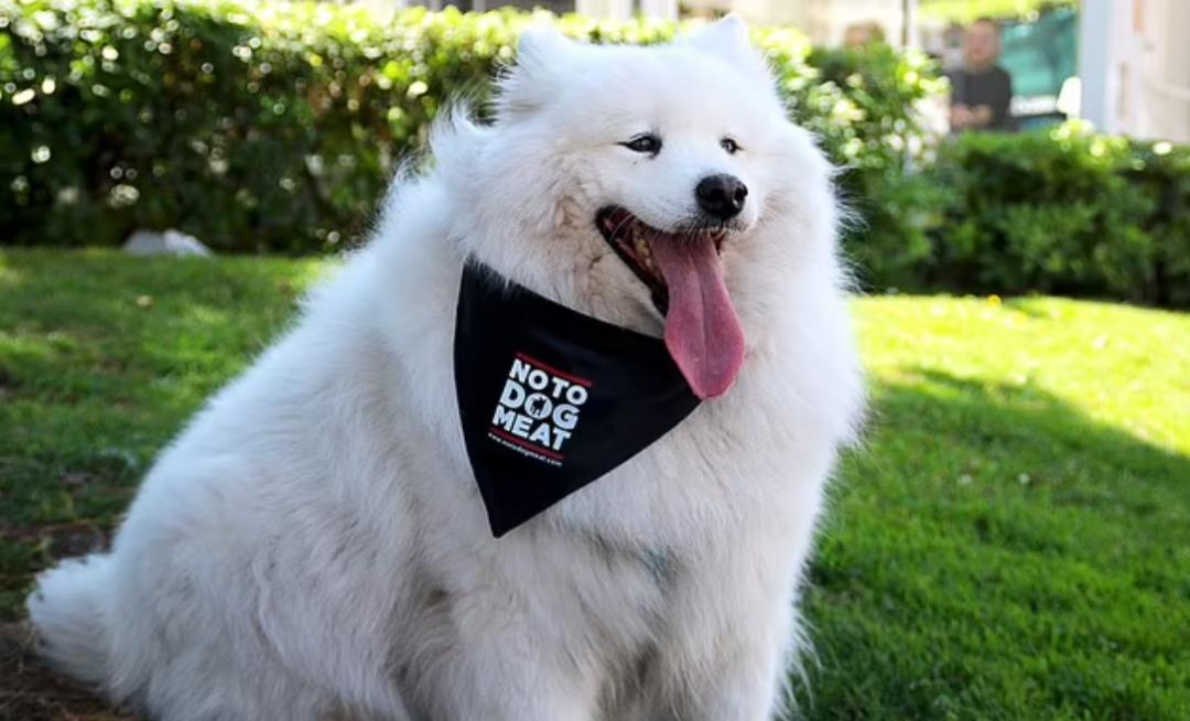 Cannes Film Festival surprises Yeye in a high-definition gown walking ...