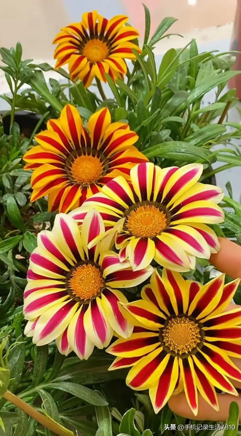 [Original] Medallion chrysanthemum: The flower of "glory" is gorgeous ...