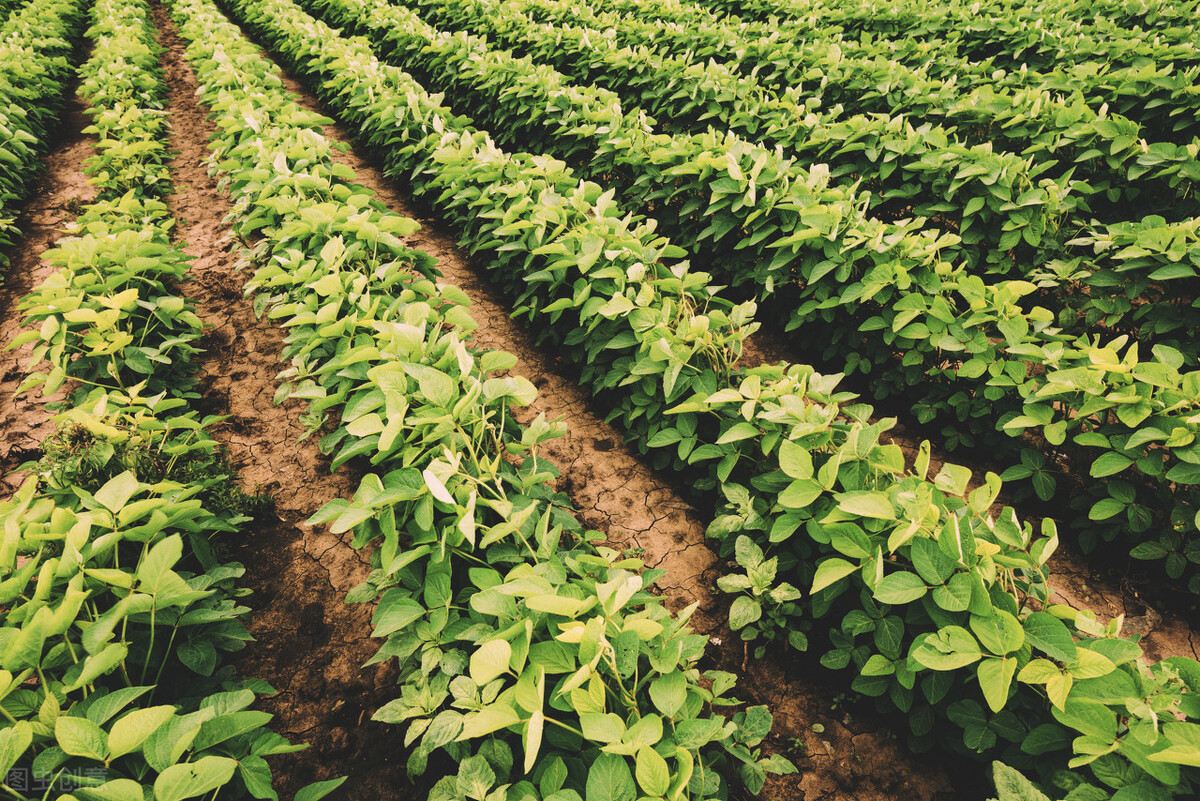 Farmers in four Brazilian states, Parana and Mato Grosso, have already ...