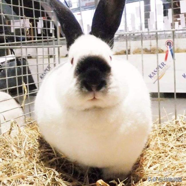 Species Encyclopedia: Himalayan Rabbit - iNEWS