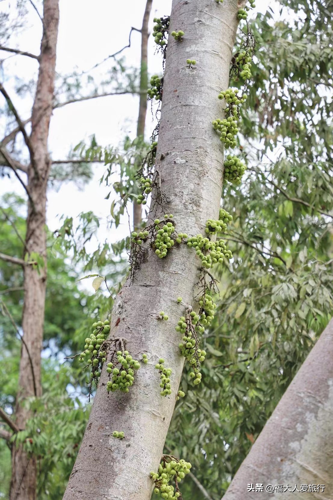 Xishuangbanna Tropical Botanical Garden: What I saw in Yunnan 5A Scenic ...
