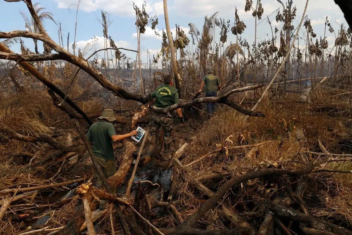 4,000 square kilometers of Amazon forest destroyed, four times the size ...