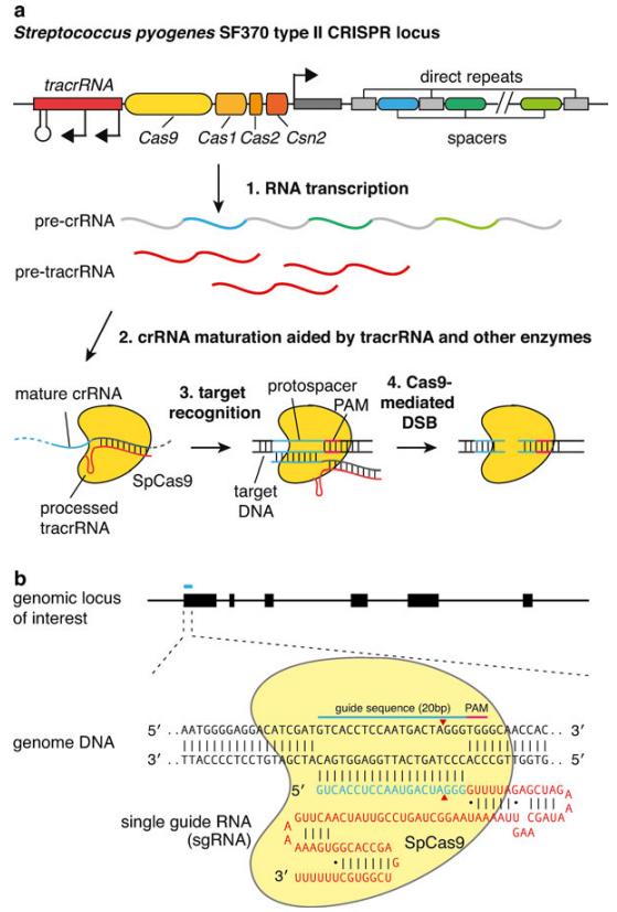 Application of CRISPR/Cas9 gene editing technology - iNEWS