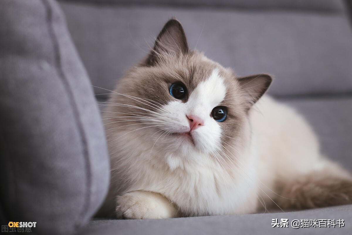 Novice cat raising guide, these kinds of cats are not recommended for ...