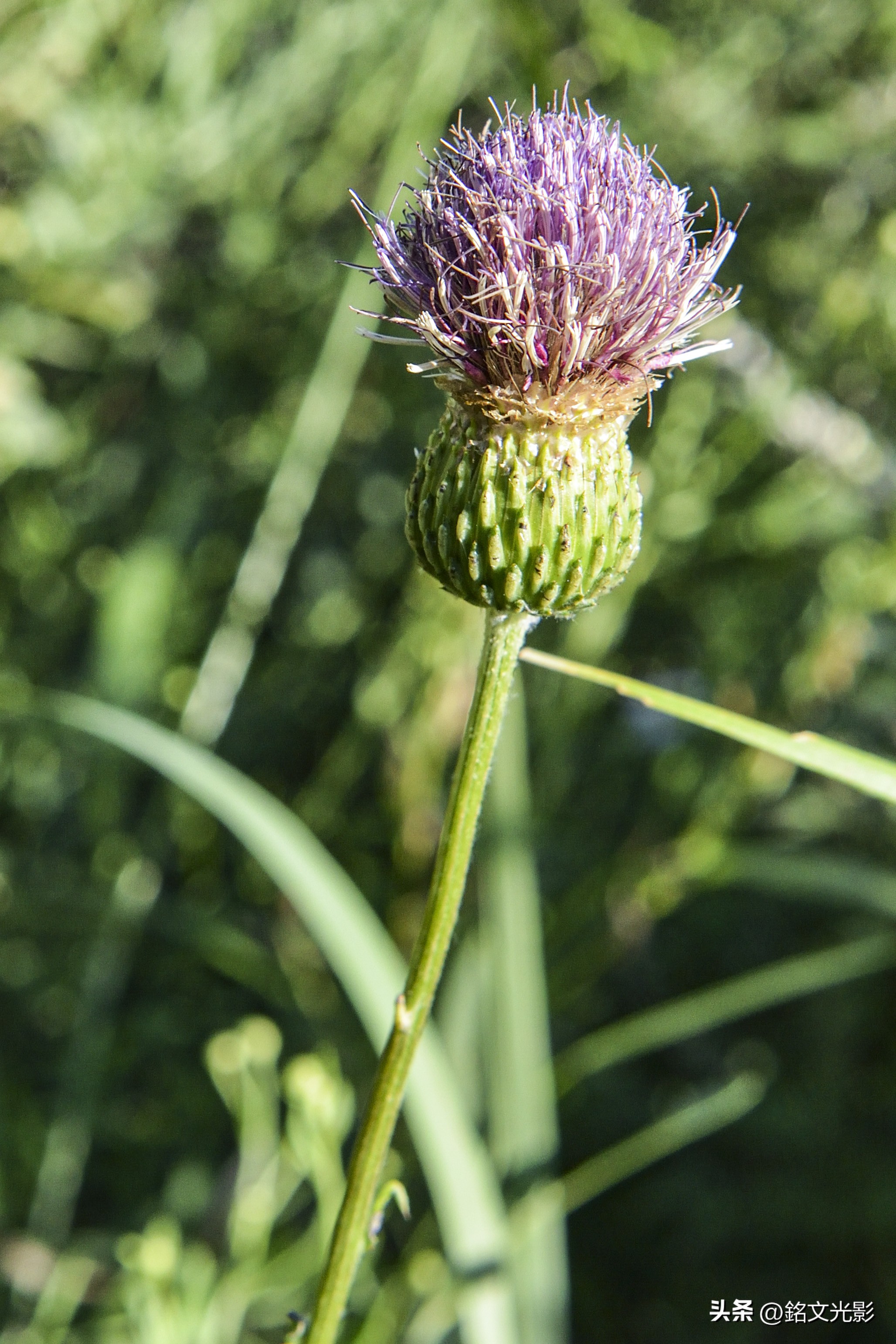 Green Thistle Blossom Fuchsia - iNEWS