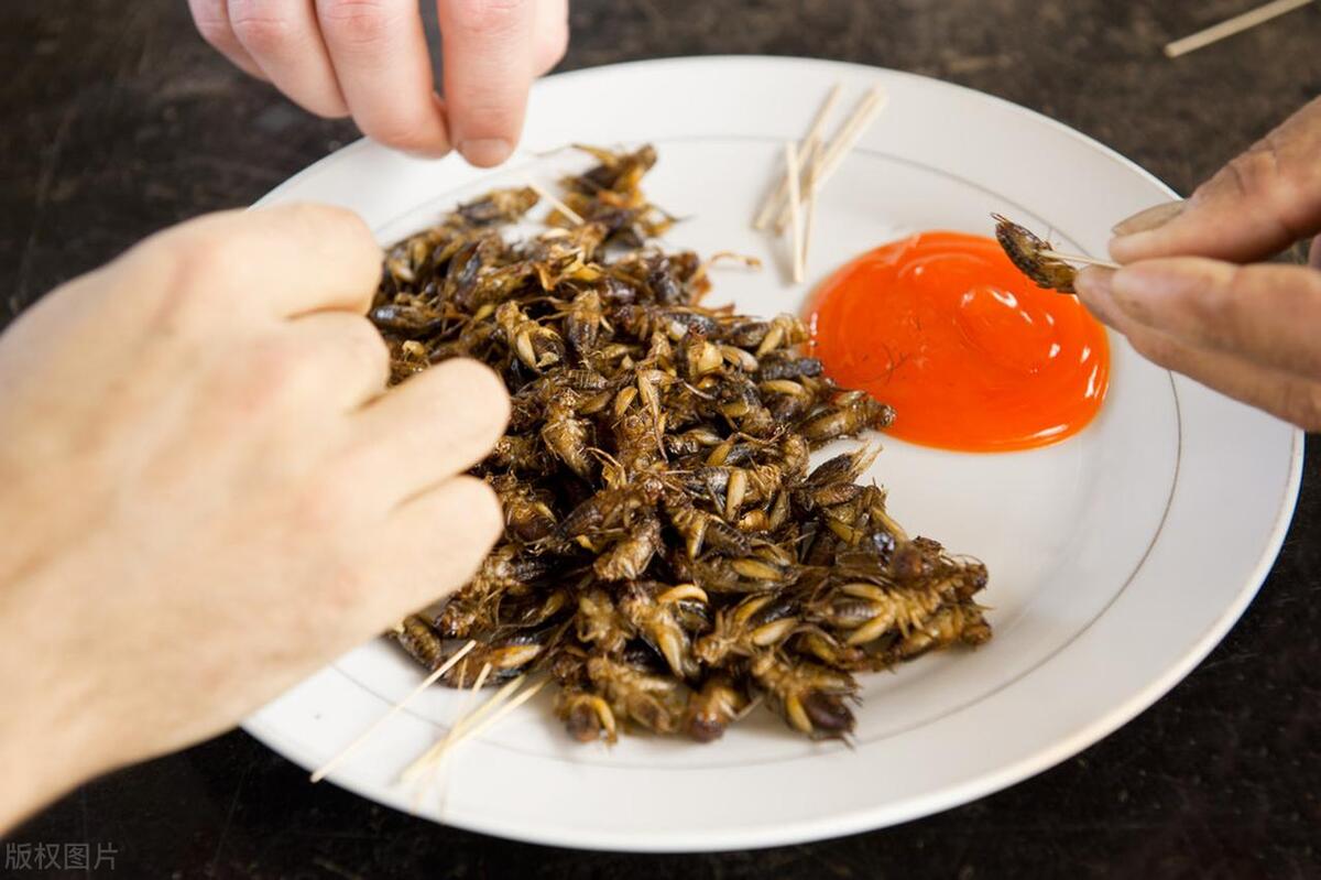 Why aren't insects a main course on our dinner tables? Clearly high ...