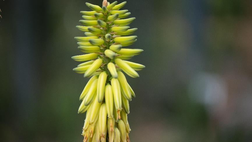 Hundred Flowers Tufu Aloe Vera Dragon Claw Flower - iNEWS