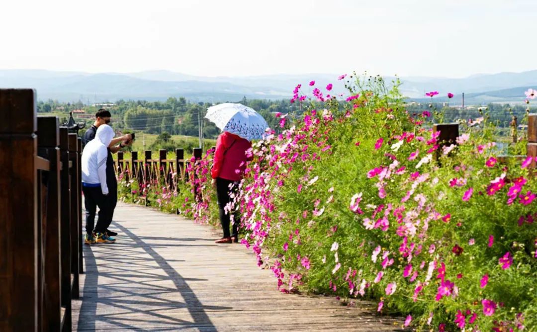 Gesang flowers are blooming on Ziyunling, Sifangtai District ...