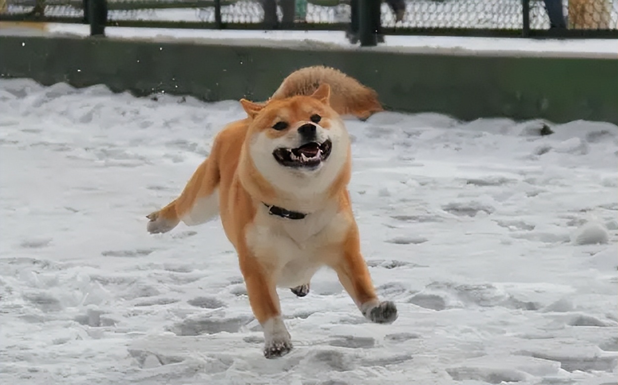 Does the dog suddenly run wild?There are these reasons why it runs wild ...