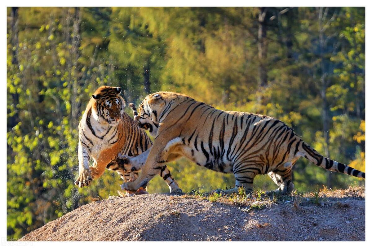 With beacon smoke rising and wolves singing on all sides, how will the ...