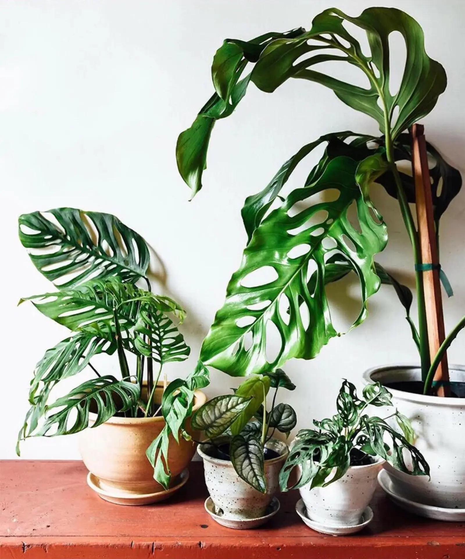 How to raise monstera to be more prosperous?Master these 3 little ...