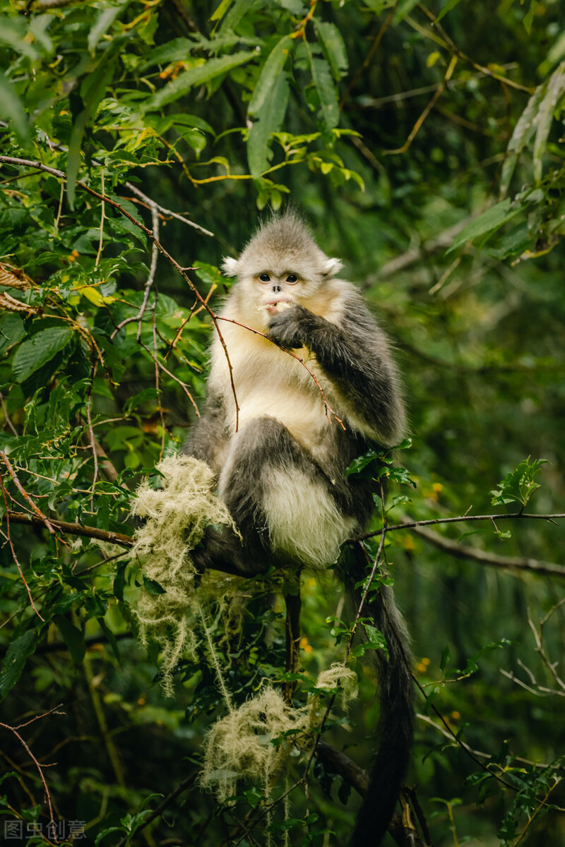 Visita Town - Home of the Snow Mountain Elf Yunnan Golden Monkey (Part ...