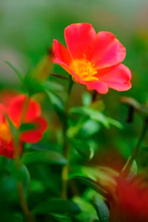 "Hundred Flowers Collection" (509) - iNEWS