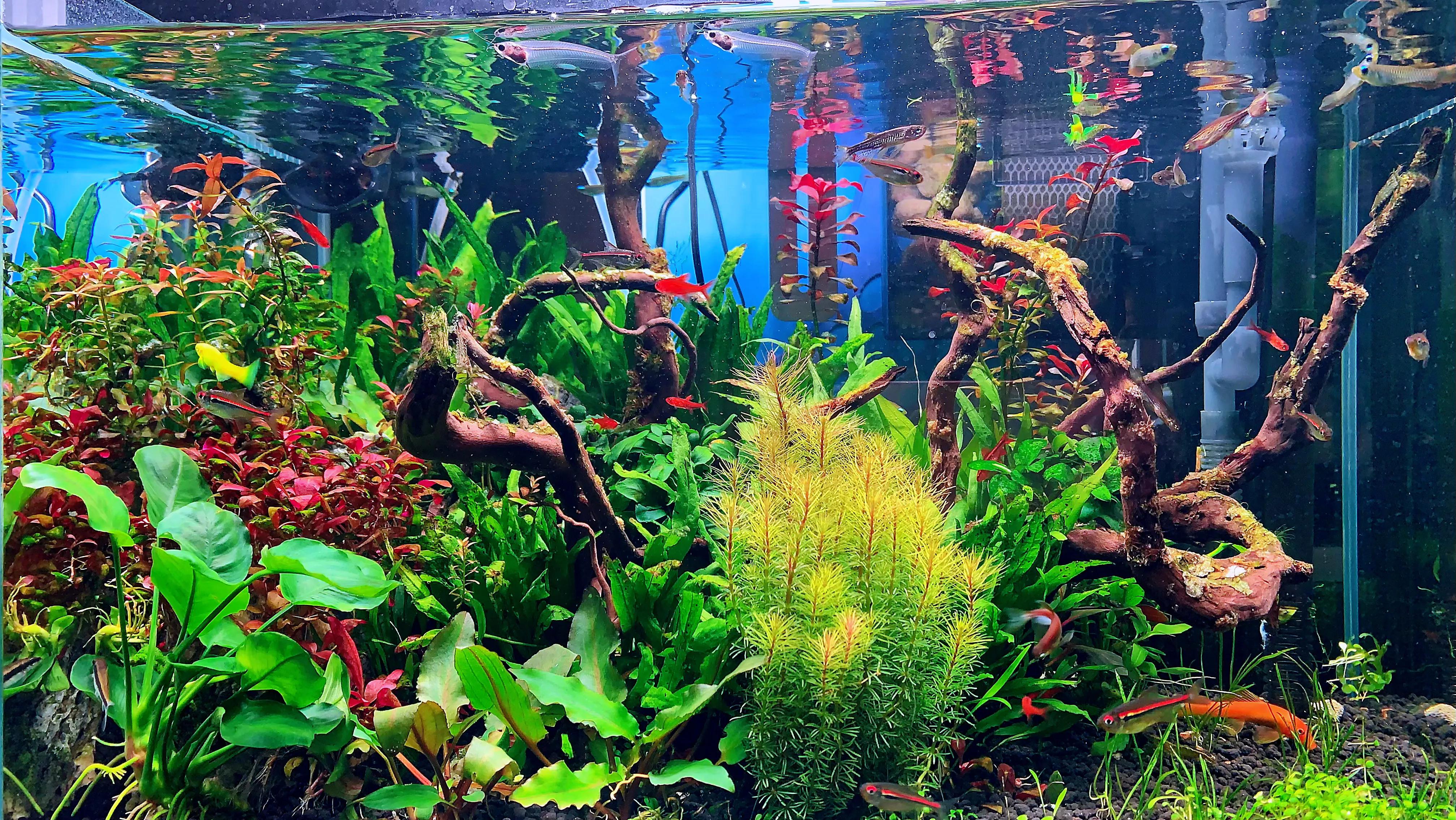 Take you to understand the family ecological grass tank - iNEWS