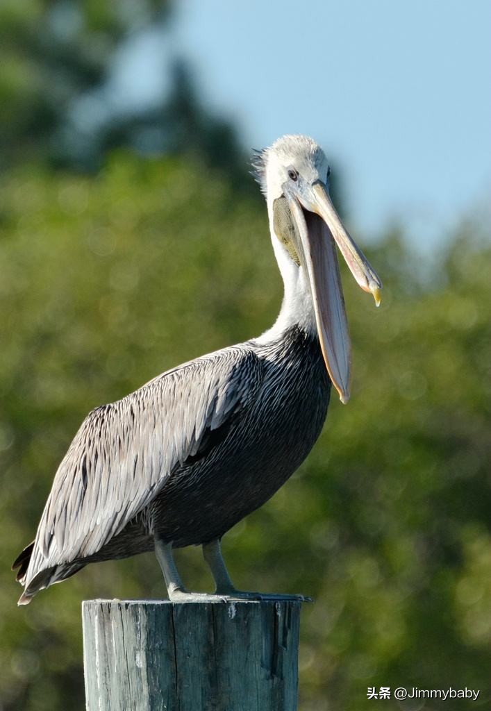 The Legend of the National Bird of the World: St Kitts and Nevis (ST ...