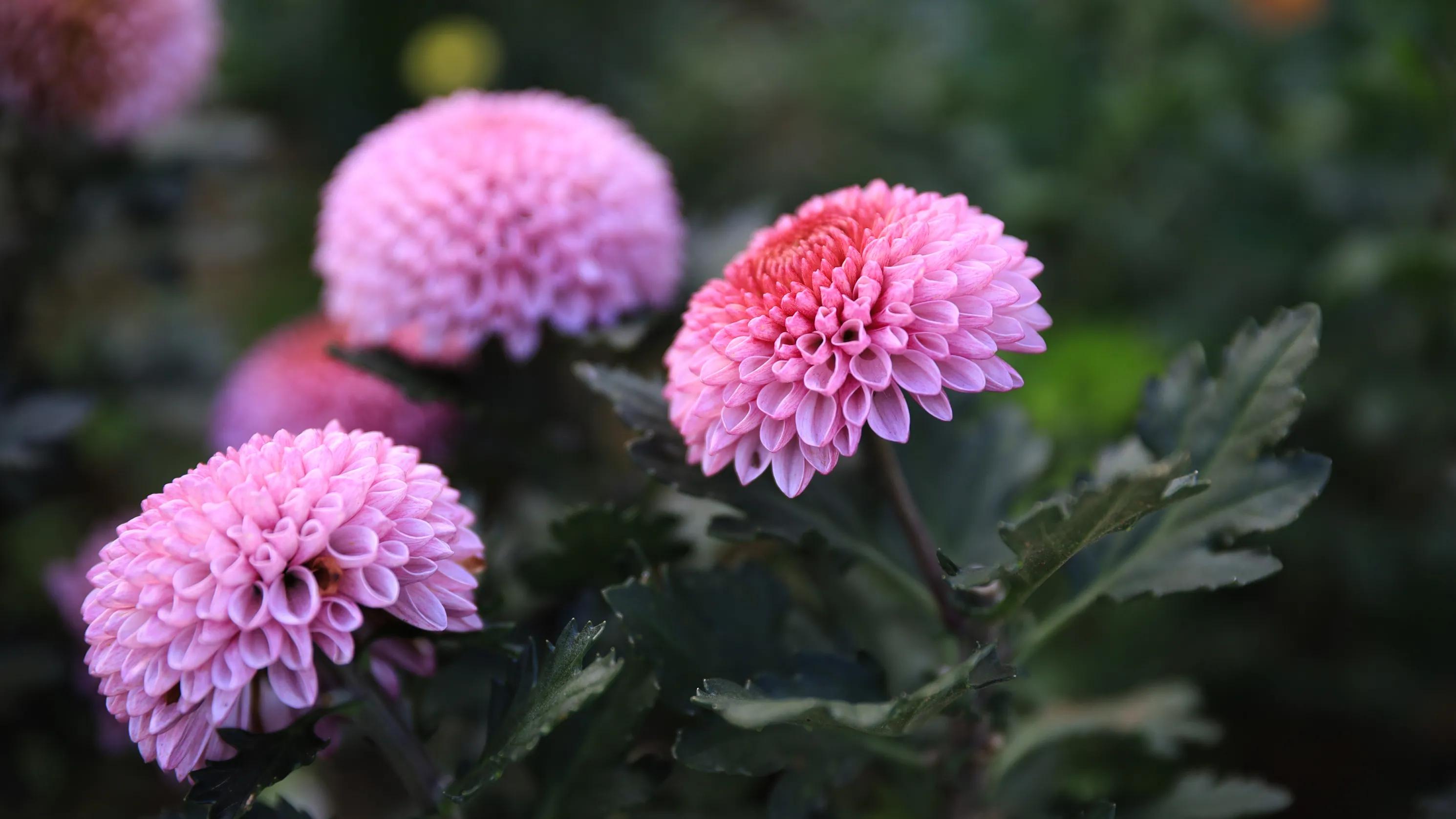 The flowers and plants of Dalian Yinggeshi Botanical Garden - iNEWS