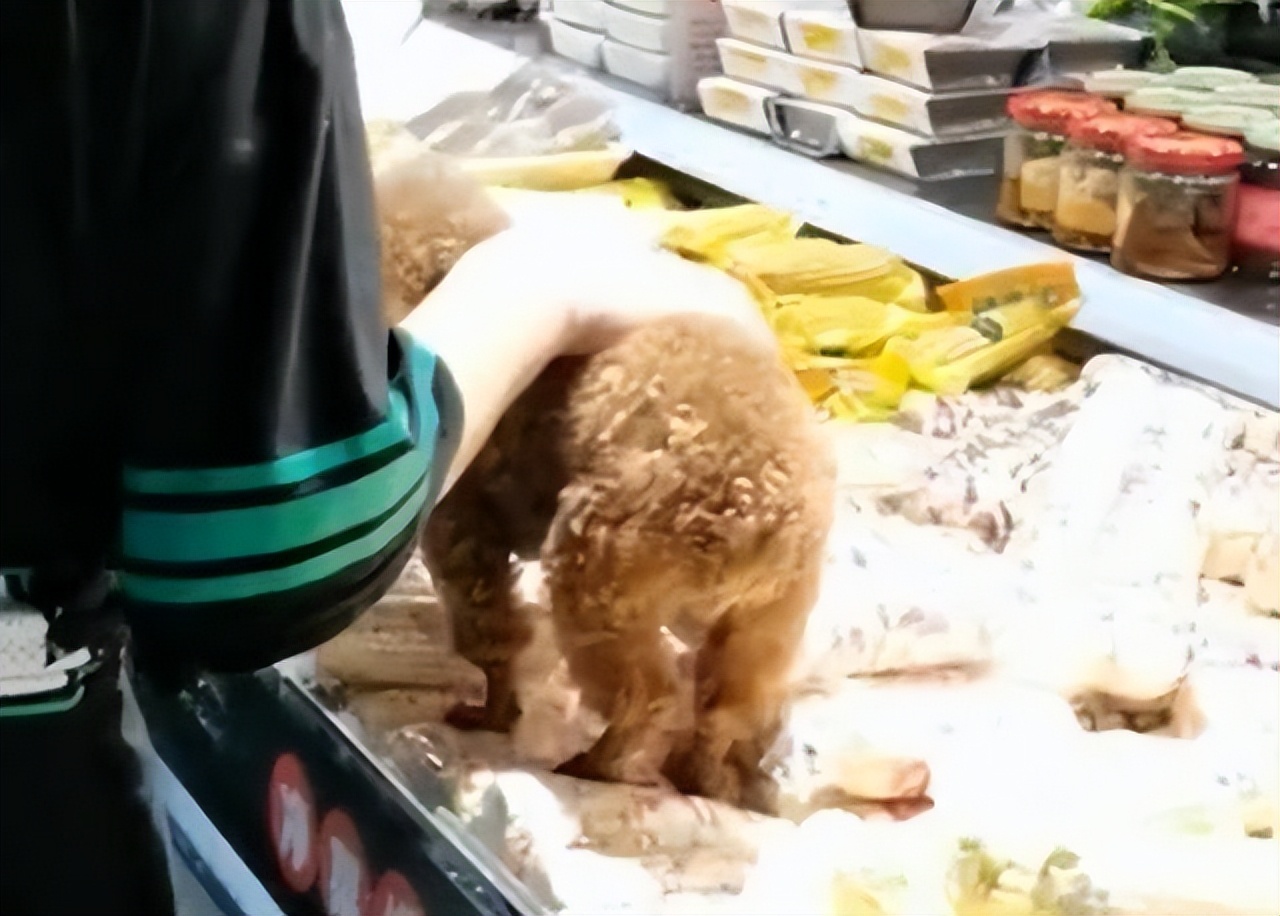 Suzhou: A woman takes a teddy dog to the supermarket and allows the dog ...