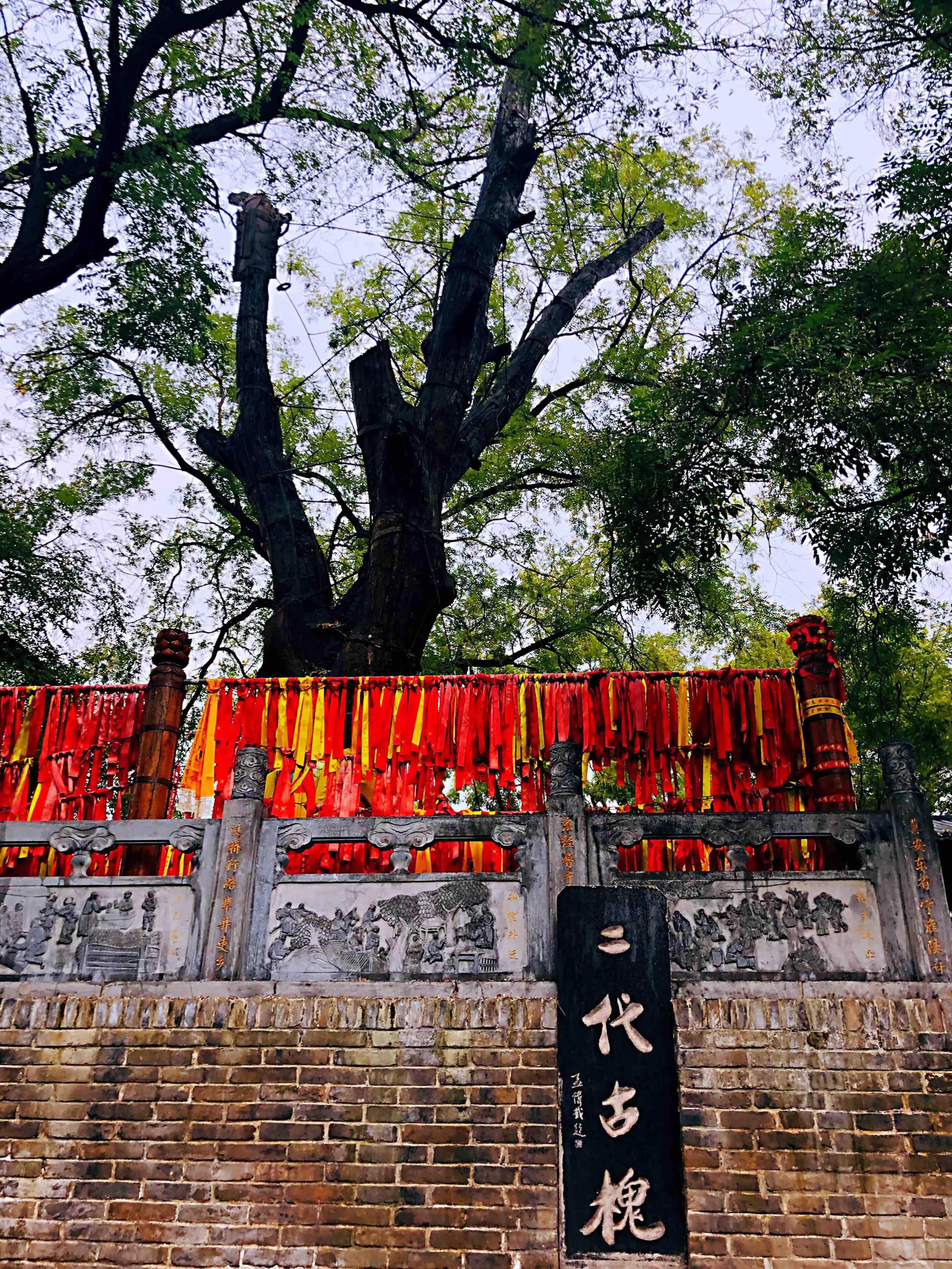 Hongdong big locust tree, an ancient locust tree, a story of national ...
