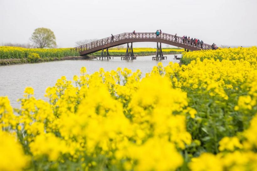 Thousand piles of cauliflower are picturesque! A small town in the ...